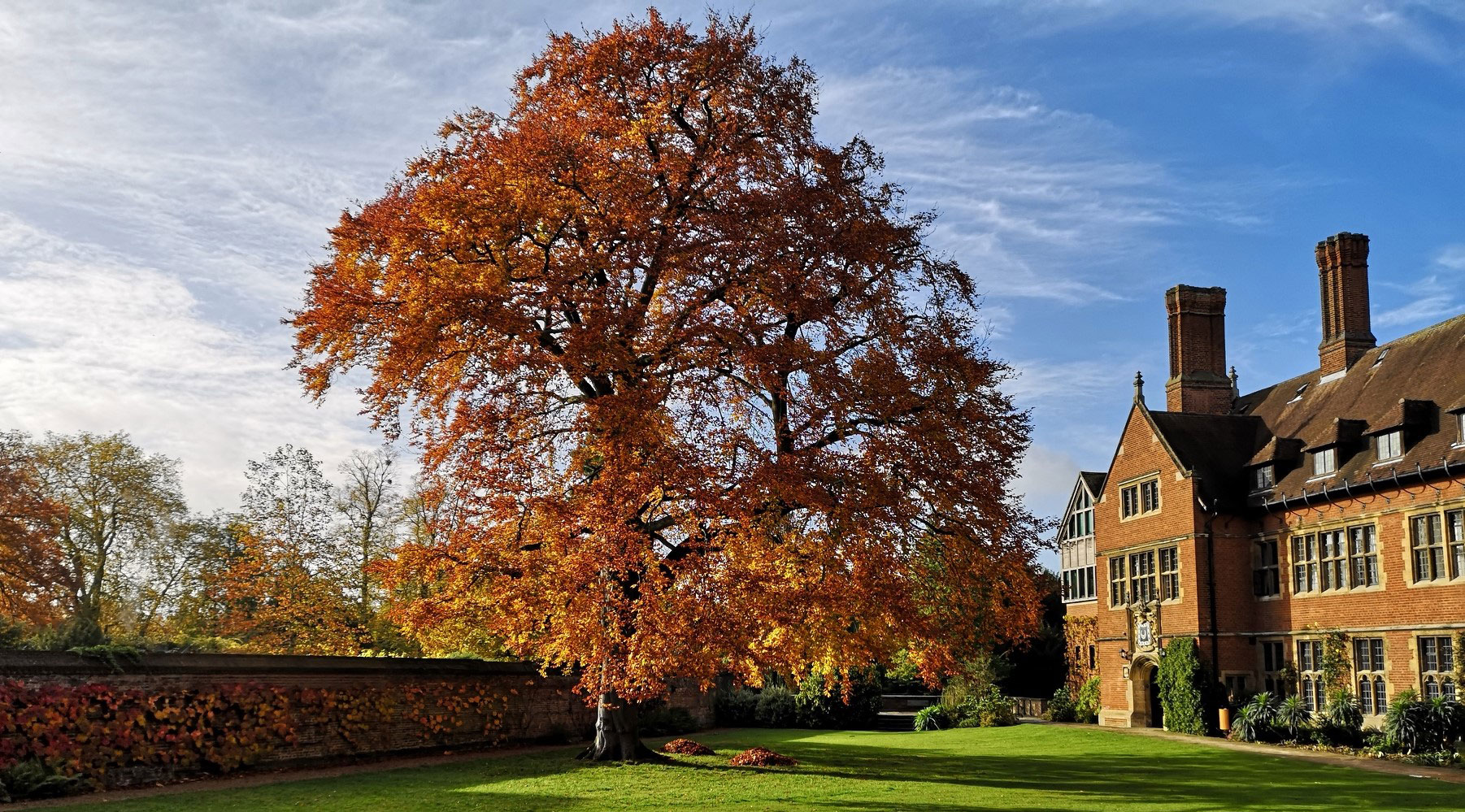 It’s all about the trees! - Trinity Hall Cambridge