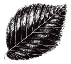 Professor Emilie Ringe - Trinity Hall Cambridge